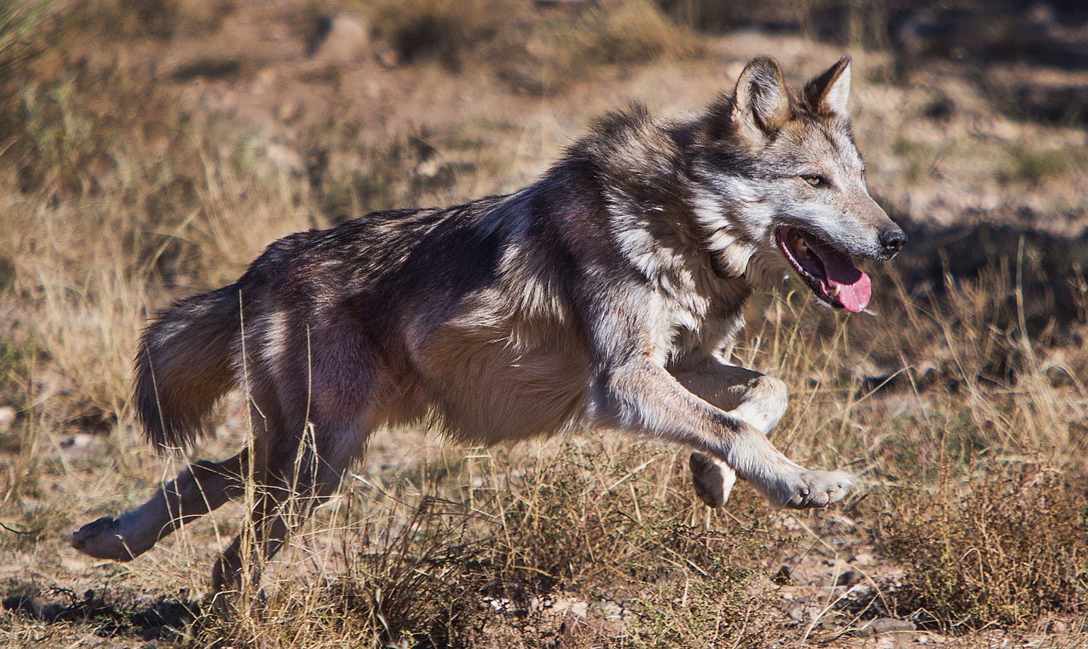 Protect Mexican Gray Wolves - New Mexico Wilderness Alliance
