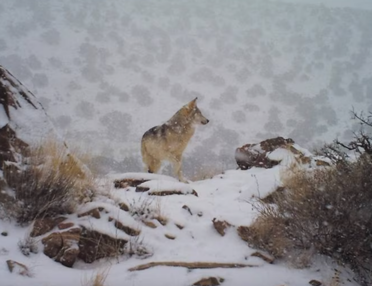 Protect Mexican Gray Wolves - New Mexico Wilderness Alliance