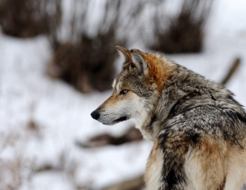 Mexican gray wolf located east of Taos - New Mexico Wilderness Alliance