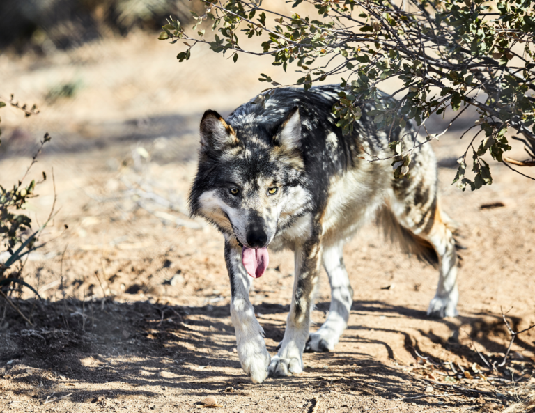 Conservation Groups Celebrate Record Mexican Gray Wolf Population But ...