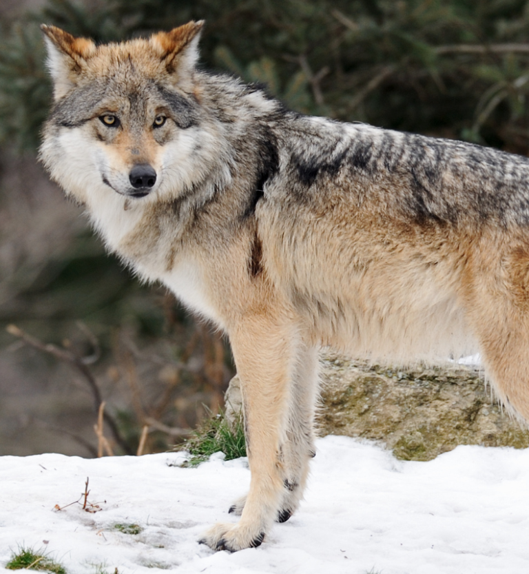 Protect Mexican Gray Wolves - New Mexico Wilderness Alliance