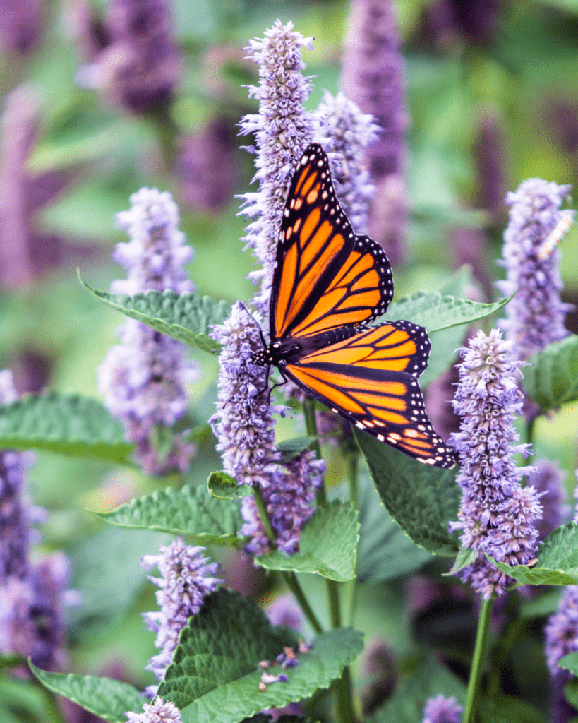 PRESS STATEMENT: New Mexico Wild Celebrates Historic Wildlife ...