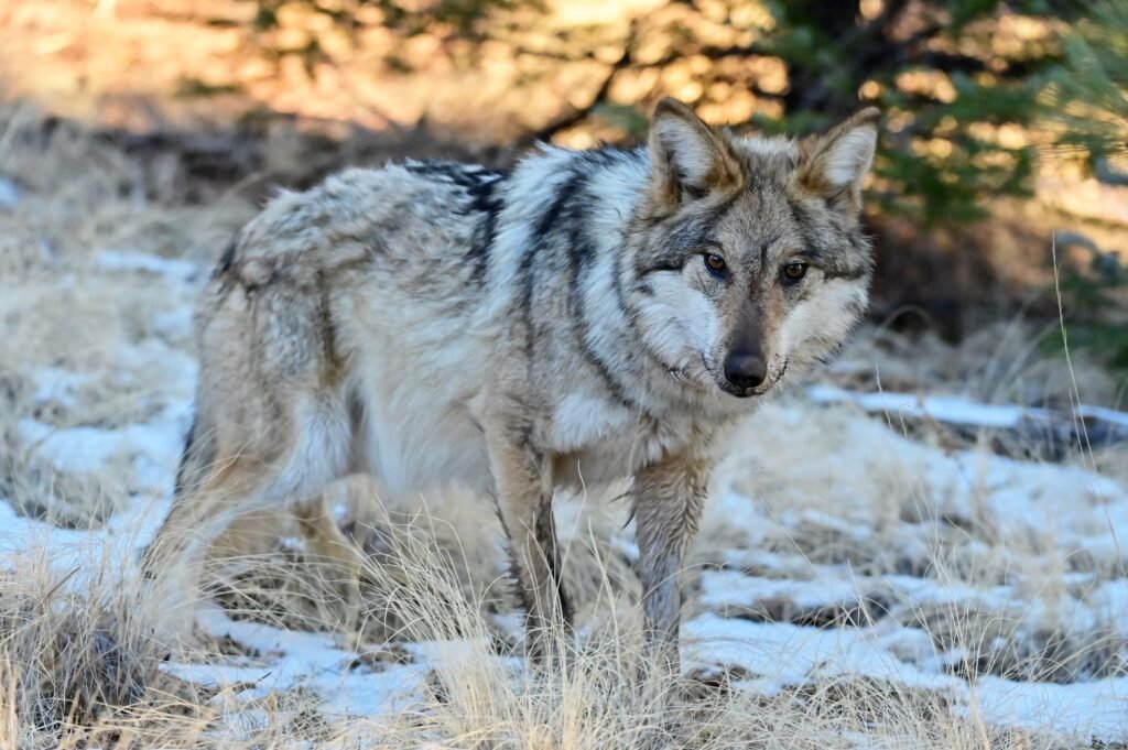 Protect Mexican Gray Wolves - New Mexico Wilderness Alliance
